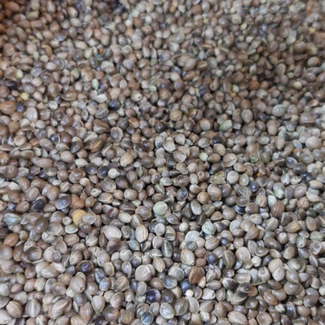 ilu ♣เมล็ดฮ่วยมั้ว บรรจุ500g.-1,000g - aelong_clown - ThaiPick