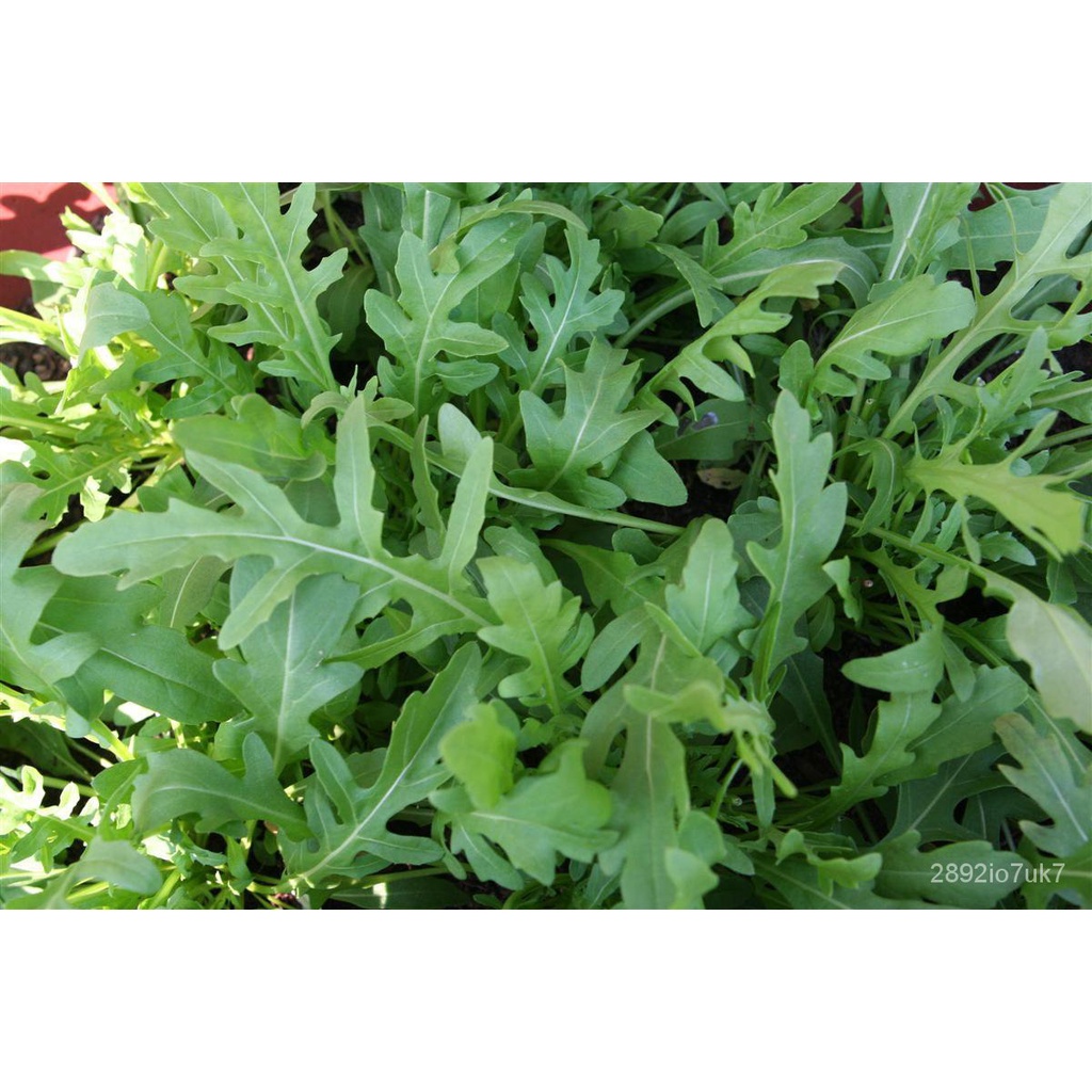 ARUGULA SEEDS (498 seeds) - Rocket Arugula芹菜母婴向日葵木瓜花园手链裙子男装上衣文胸 ACHZ ...