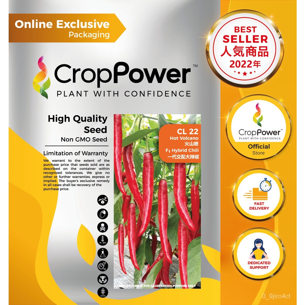 จุดประเทศไทย Chili seeds Benih Cili รุ่นแรกของการผสมพันธุ์เมล็ดพริกไทย ...