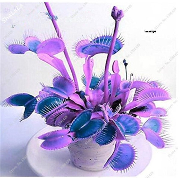 เมล็ดพันธุ์พืชดอกไม้ Venus Flytrap 100 ชิ้น - wa4f7i4hifrr_yzp5f7 ...