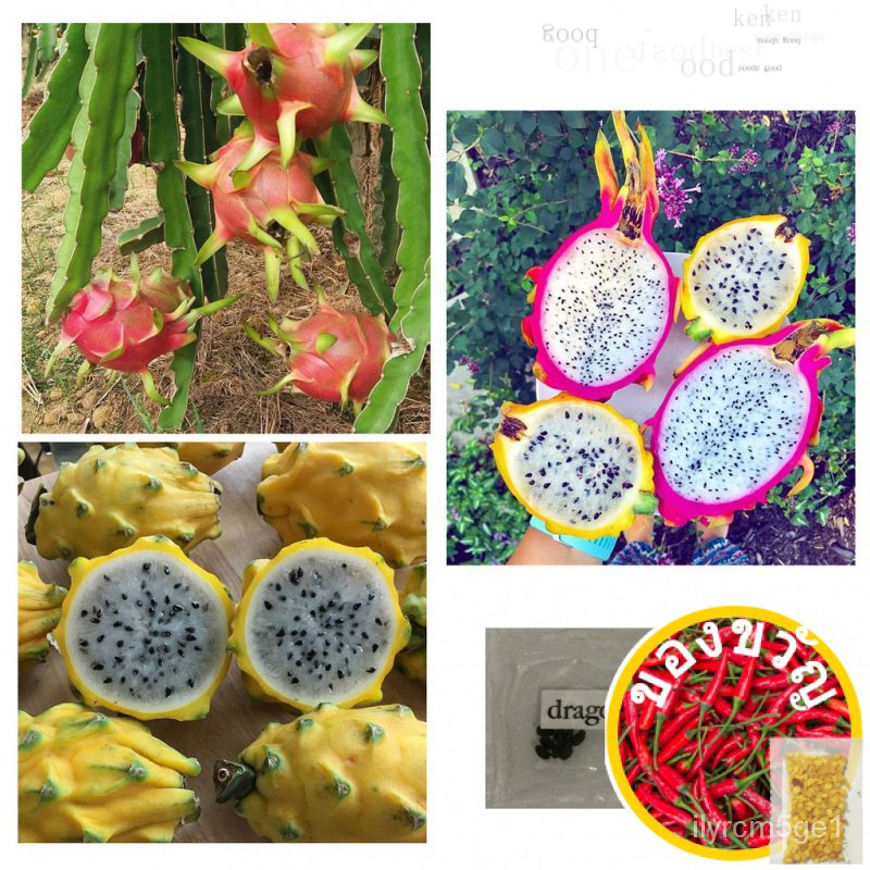yellow red dragonfruit pitaya mix dragon cactus fruit seeds木瓜香菜seeds ...