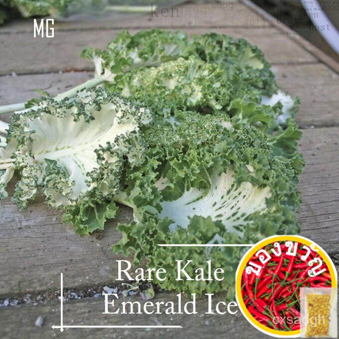 หายาก Emerald Ice เมล็ด-20เมล็ด หม้อ ท่าน้ำ Pasu Benih Ice น้ำแข็ง甘蓝菜 ...