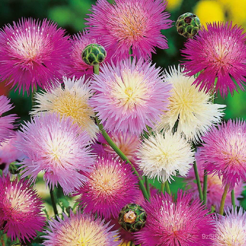 จุดประเทศไทย Sweet Sultan 20 Seeds Centaurea Moschata Annual Mixed ...