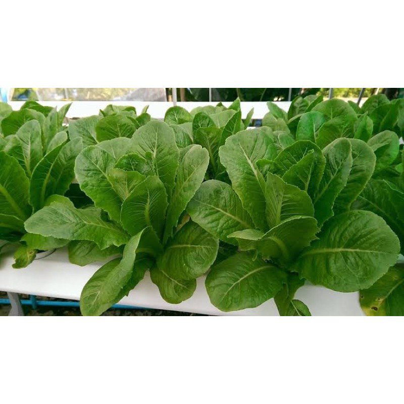 เมล็ดพันธุ์ ผักสลัดกรีนคอส (Green Cos) บรรจุ 300 เมล็ด NIKB ...