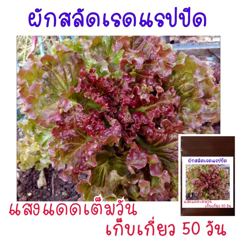 200 เมล็ด สลัดเรดแรปปิด red rapid lettuce | Shopee Thailand