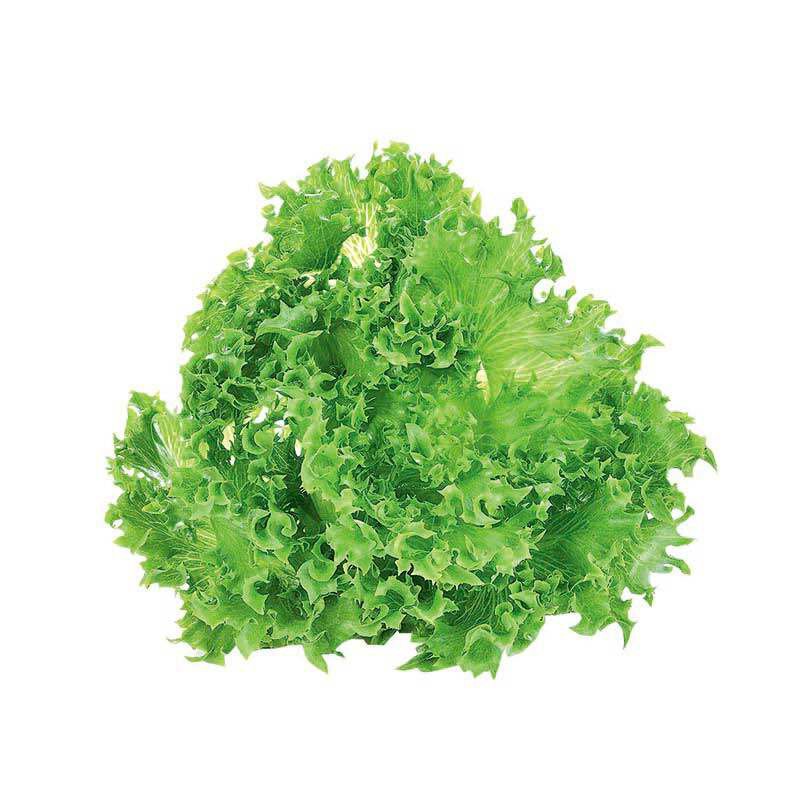 เมล็ดพันธุ์ต้นกล้าสลัด ฟิลเลย์ไอซ์เบิร์ก Frillice Ice Berg Lettuce ต้น ...