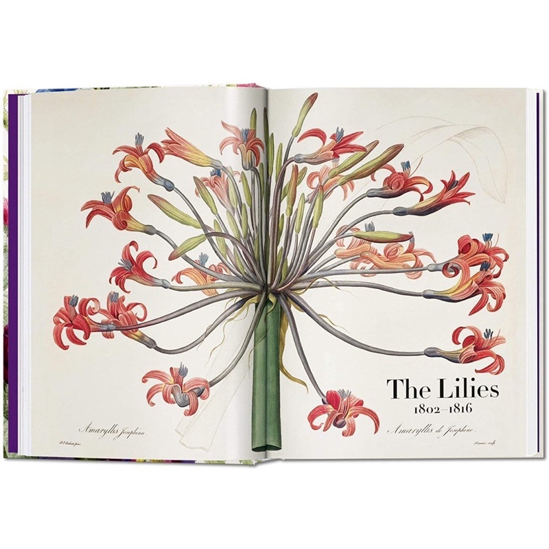 REDOUTE BOOK OF FLOWERS (TASCHEN 40) - praw.07 - ThaiPick