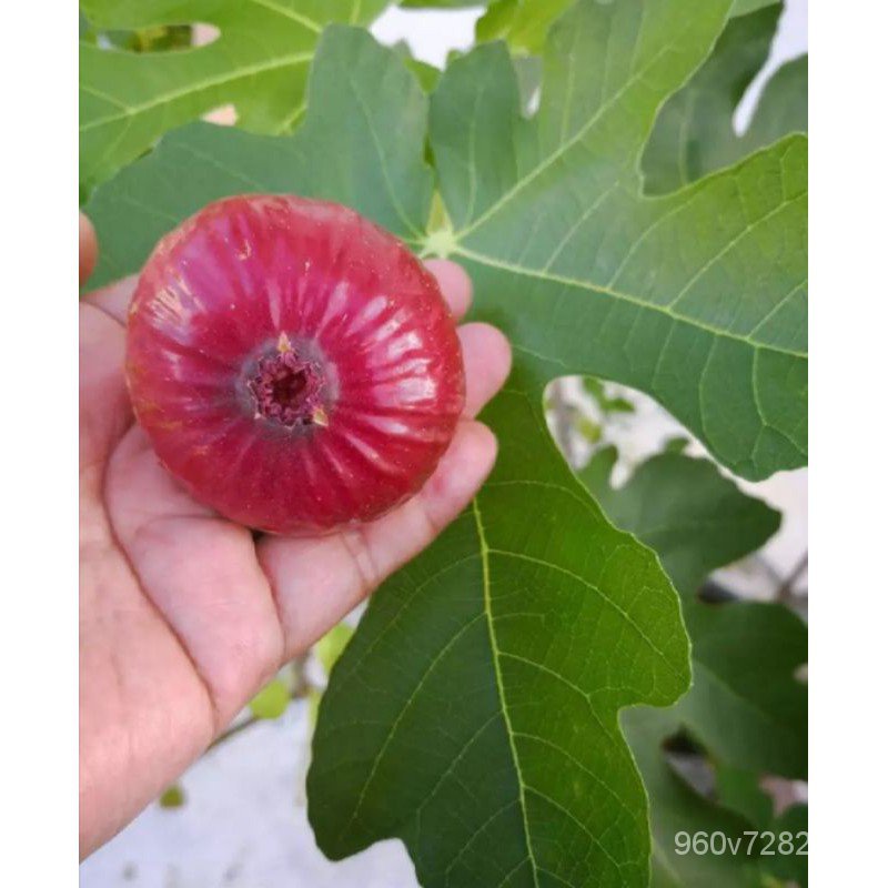 Fig *JUMBO Taiwan Golden Fig* FRESHLY CUT 16cm ++ Keratan Batang Pokok ...