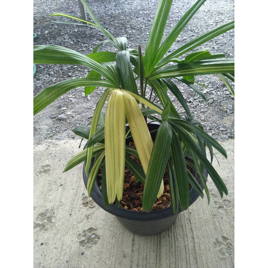 ต้นจั๋งด่าง ไม้ฟอกอากาศ | Shopee Thailand