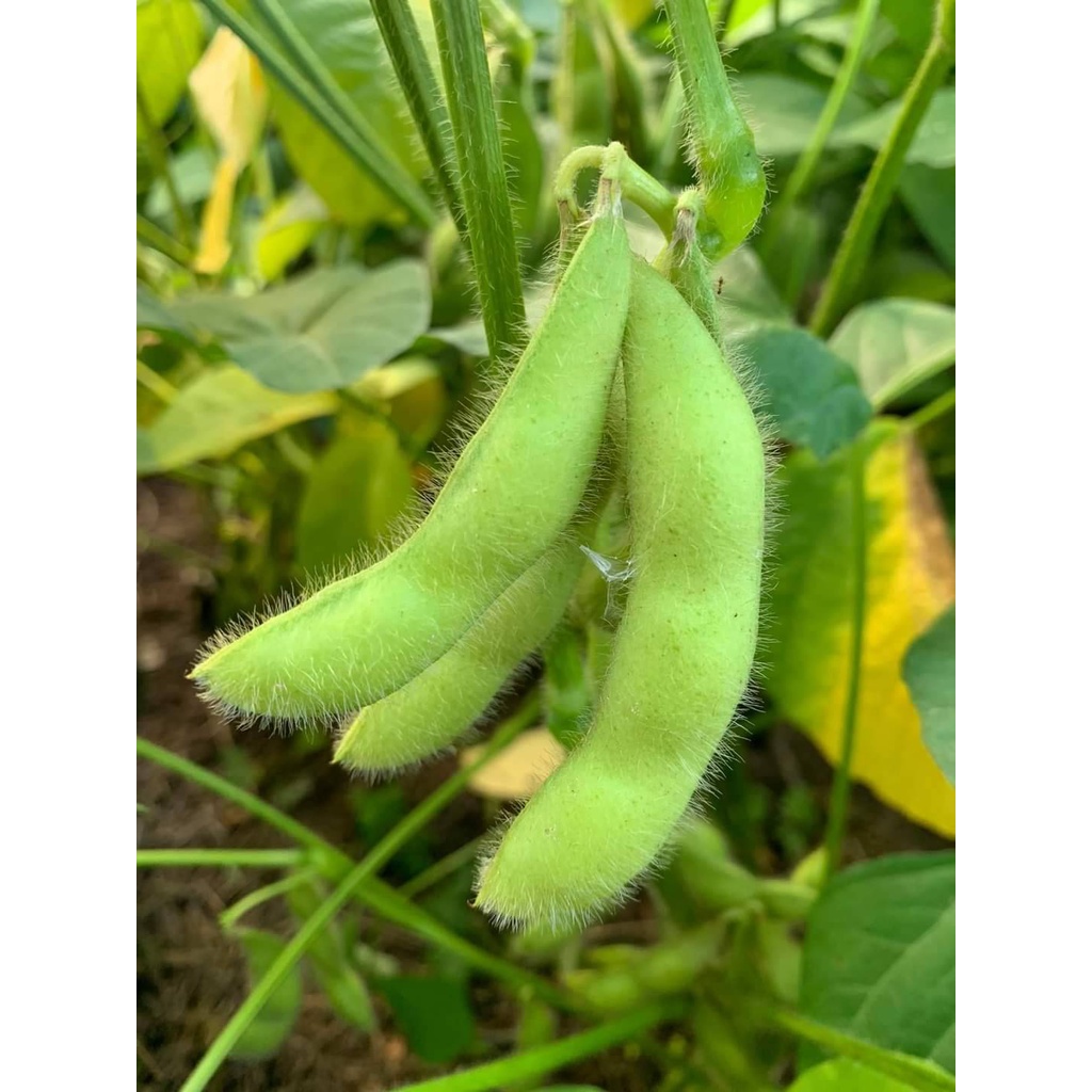 ถั่วแระญี่ปุ่น 1กก ราคา ถูกที่สุด พร้อมโปรโมชั่น ม.ค. 2025 | BigGoเช็ค ...