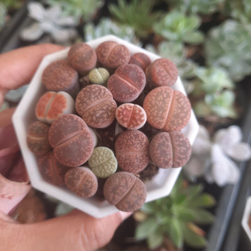 Litop ถูกที่สุด พร้อมโปรโมชั่น พ.ย. 2023|BigGoเช็คราคาง่ายๆ