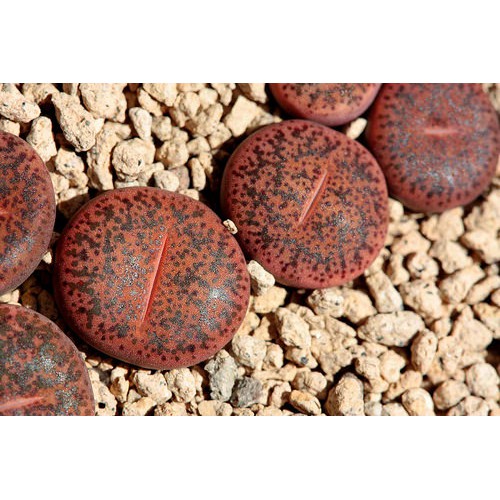 [เมล็ดไลทอป] C204 Lithops lesliei v rubrobrunnea | Shopee Thailand