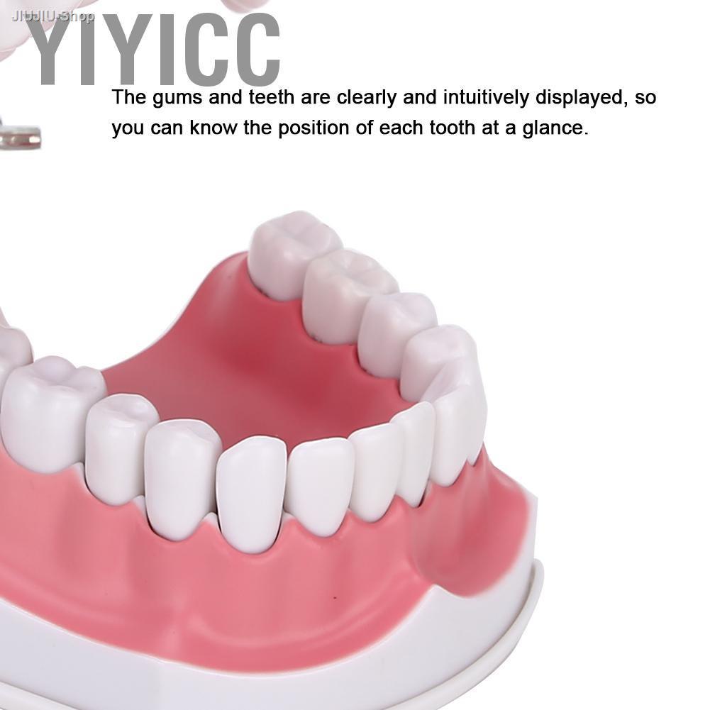 styleYiyicc Dental Tooth Model Studying Standard Teeth Teaching Cavity ...