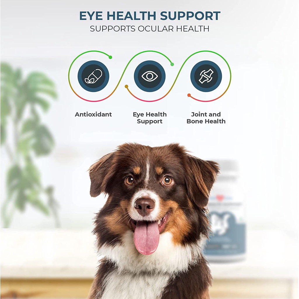 Dog Eye Health Support บำรุงดวงตาสุนัข สายตา จอประสาทตา - mypuppy ...