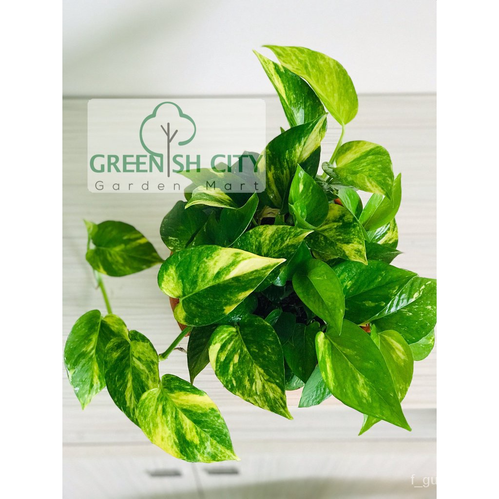 GNC - Real Live Plant Money Plant Epipremnum Aureum With Pot Pokok Duit ...