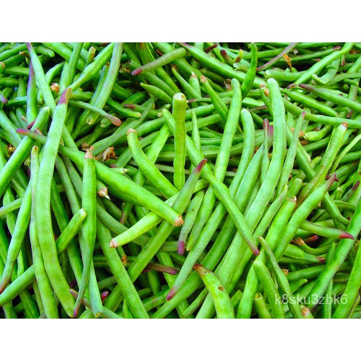 จุดประเทศไทย Cowpea Seeds Dwarf Sitao 4grams 20-25 pcs Vegetables herbs ...