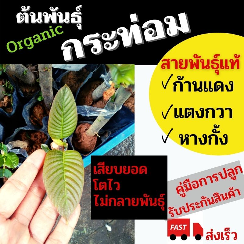 ใบกระท่อม ถูกที่สุด พร้อมโปรโมชั่น เม ย 2022 Biggo เช็คราคาง่ายๆ