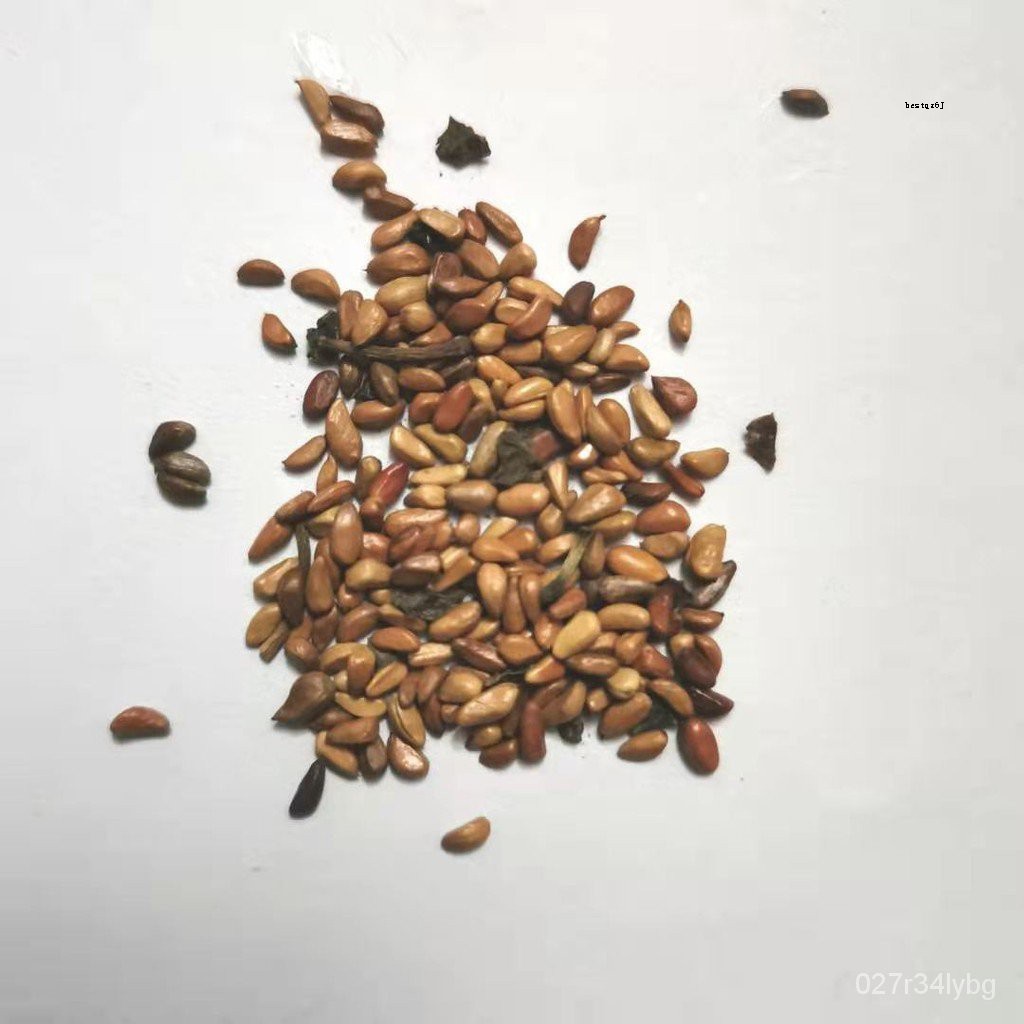 【COD】Rose Seeds Bonsai Flower Seeds Home Garden Balcony Plants Approx ...