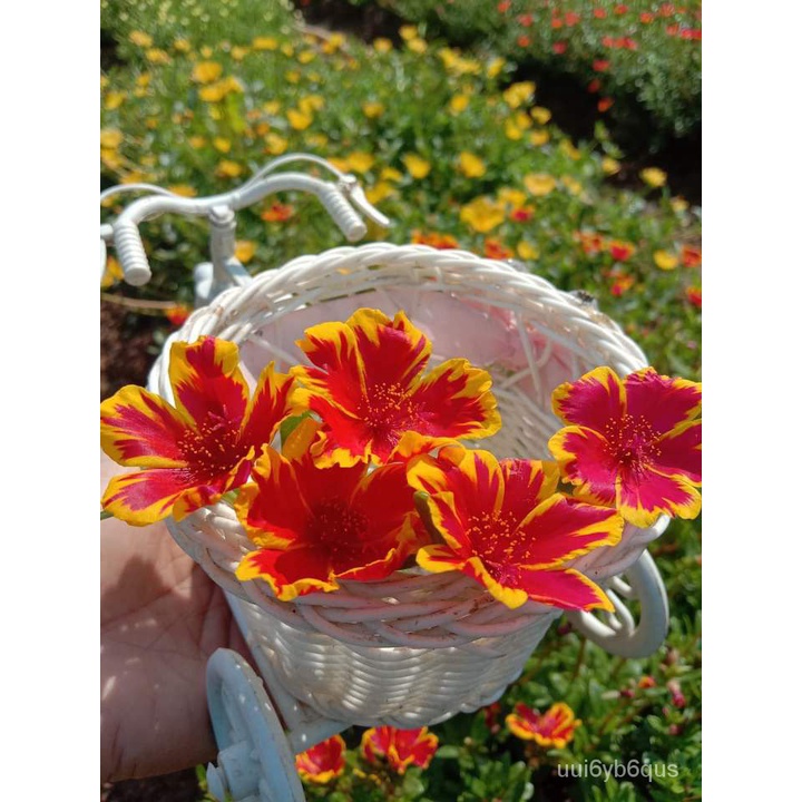 สปอตสินค้าคุณนายตื่นสาย 10กิ่ง20 บาทเมล็ดอวบอ้วน 100 รอคอยที่จะให้ความ ...