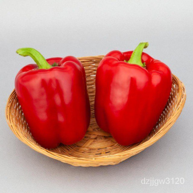 Capsicum F1 Big Ben (8ds) 灯笼草long Lada Bengalaเมล็ดพันธุ์ผักต้านทานโรค ...
