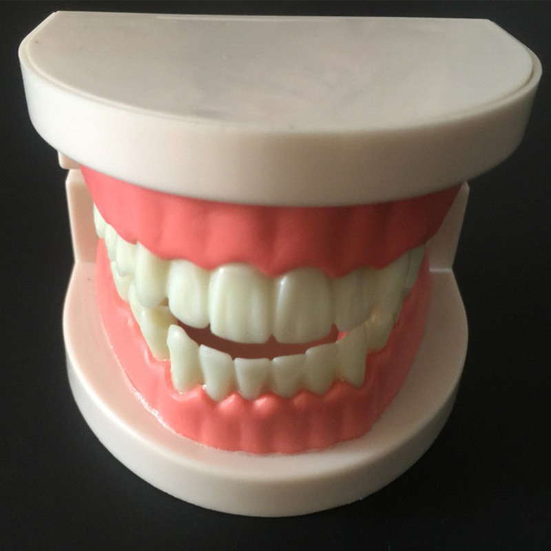 เครื่องมือจัดฟันDental lab Teeth Model, white teeth Denture show ...
