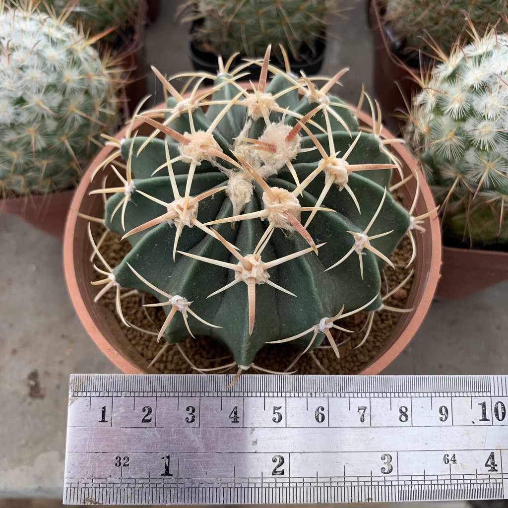 (lingbo)กระบองเพชรไม้ลำ แคคตัส cactus Homalocephala texensisโฮมาโลเซฟา ...