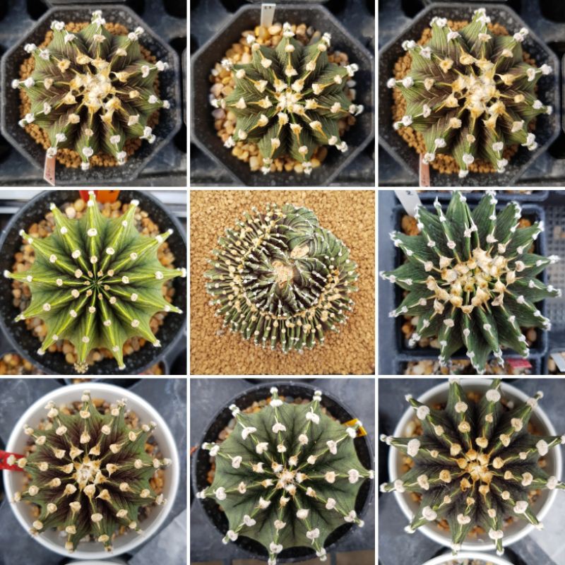 LB2178 แอลบีแท้ แอลบียูเครน | Shopee Thailand