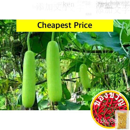 UPO Seeds 3grams 15-25 pcs Bottle Gourd Tambuli Vegetables Fruit Herbs ...
