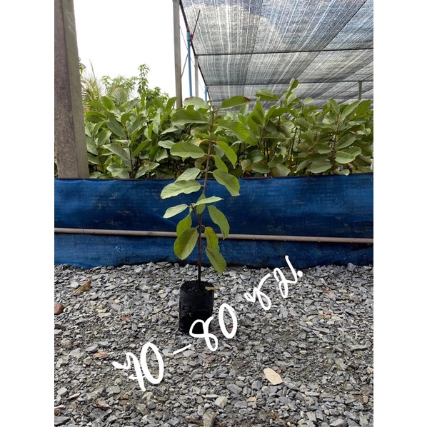 กิ่งพันธุ์ฝรั่งกิมจู4ต้น100 - prajak_palnt - ThaiPick