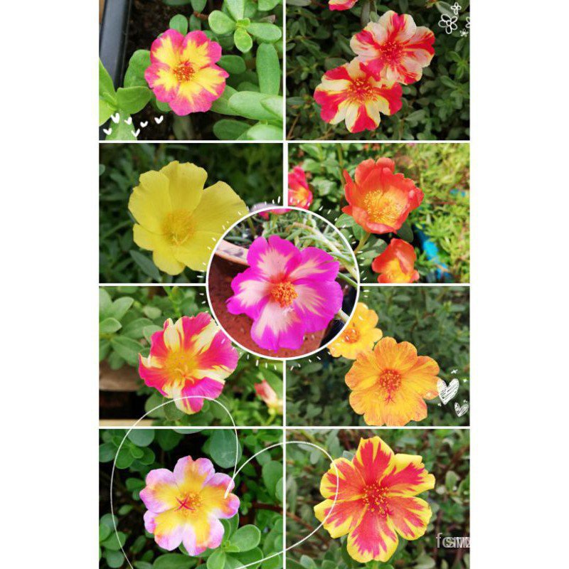 {ready stock/Spot}Rose jepun/Peony Daun Pain/Sembilan Mata Bunga VnZw ...