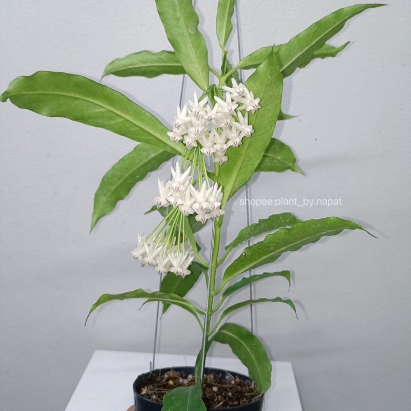 Hoya lockii โฮย่าร๊อกกี้ไอ โฮย่าลูกศรสีขาว | Shopee Thailand