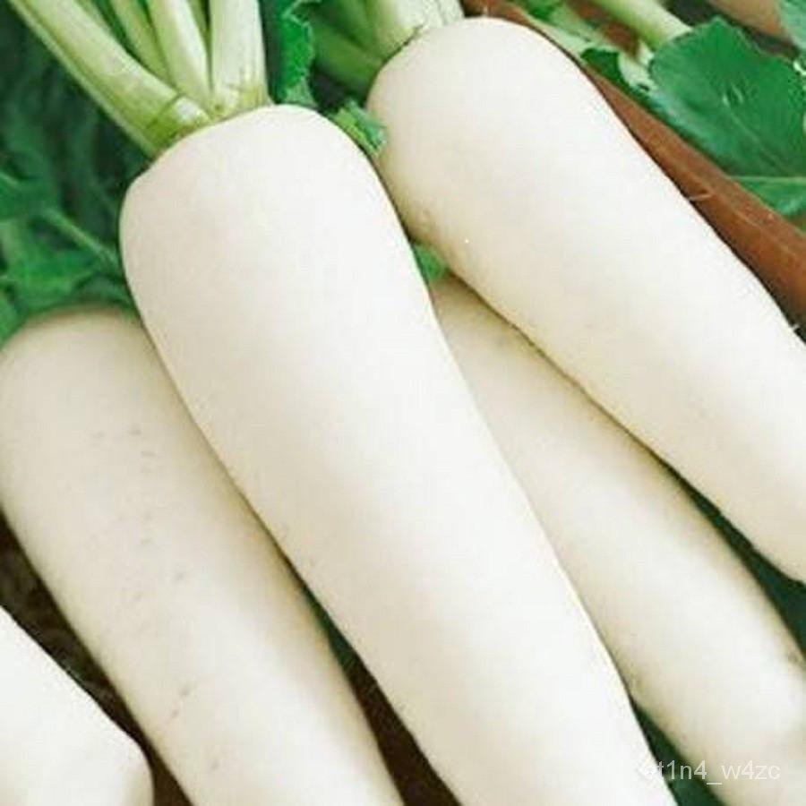 จุดประเทศไทย Radish 3grams 210-250 pcs Snow White Vegetables Seeds ...