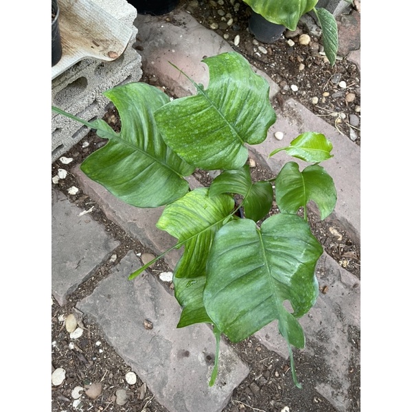 epi skeletonkey อิพิ หางกระเบน | Shopee Thailand