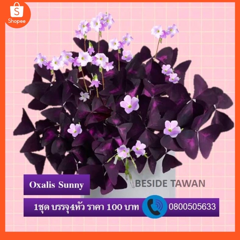 Oxalis Sunny บรรจุ 4 หัว 100 - klatawanshop - ThaiPick