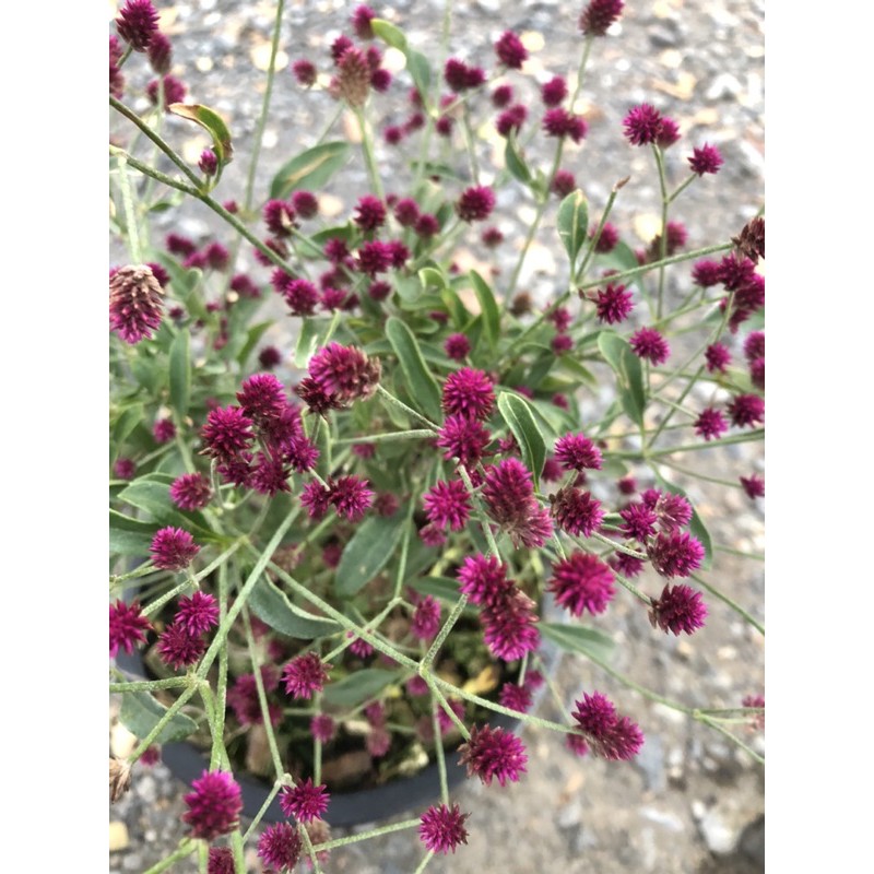 บานไม่รู้โรยแคระพุ่มแน่นสูง15-25cm.กระถาง6 - ploy.warocha - ThaiPick