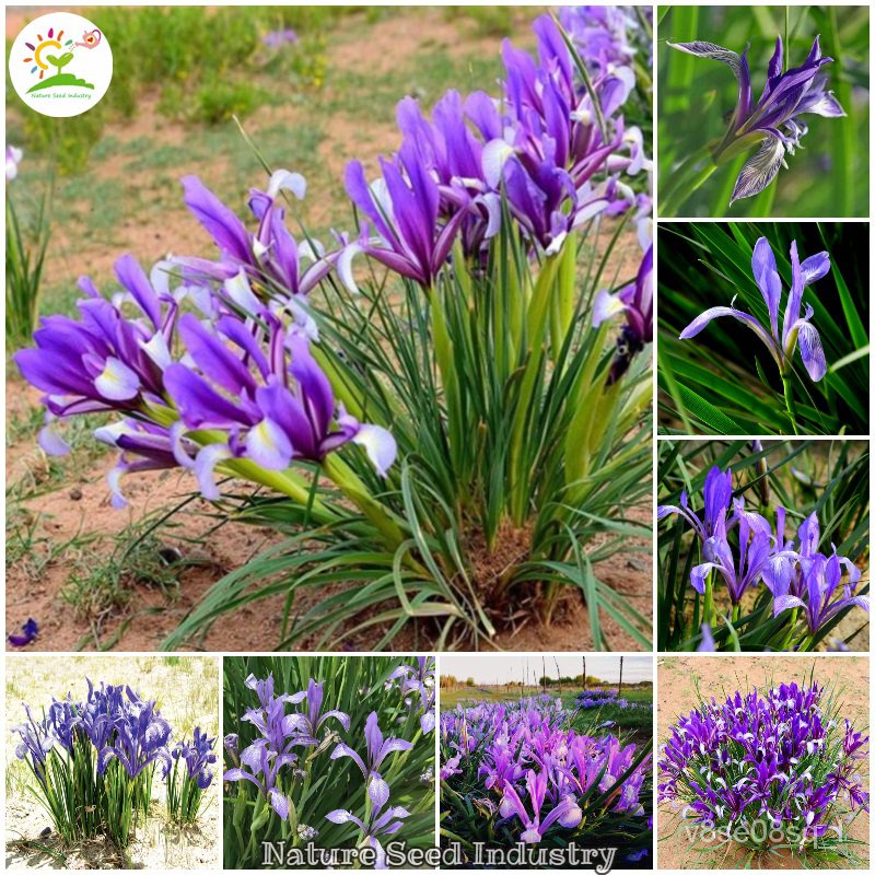 [Singapore Ready Stock] Iris lactea Plants Horse Orchid Flower Seeds ...