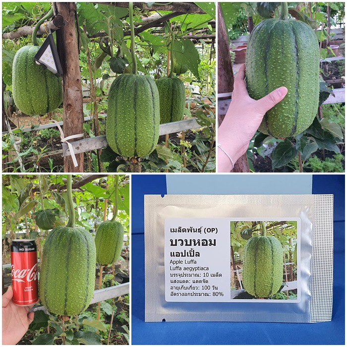 เมล็ดพันธุ์ บวบหอมแอปเปิ้ล (Apple Luffa Seed) บรรจุ 10 เมล็ด คุณภาพดี ...