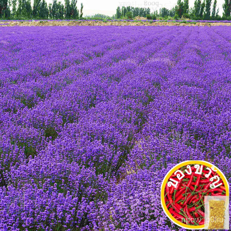 100 Pcs Bibit Bunga Lavender Empat Musim Untuk Balkon Halaman 4Hj1 ...