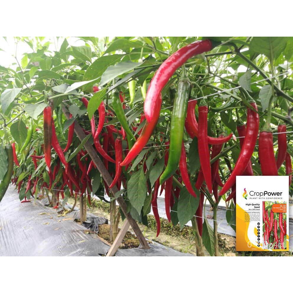 จุดประเทศไทย Chili seeds Benih Cili รุ่นแรกของการผสมพันธุ์เมล็ดพริกไทย ...