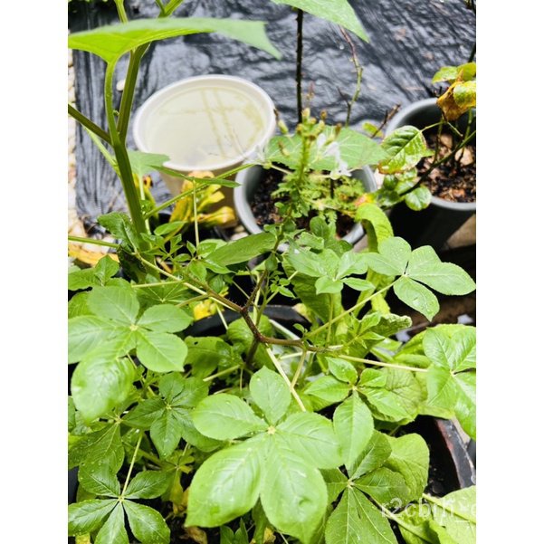 200- seed Maman sayur biji benih jeruk maman 5 daunกระโปรงหมวกผักชี ...