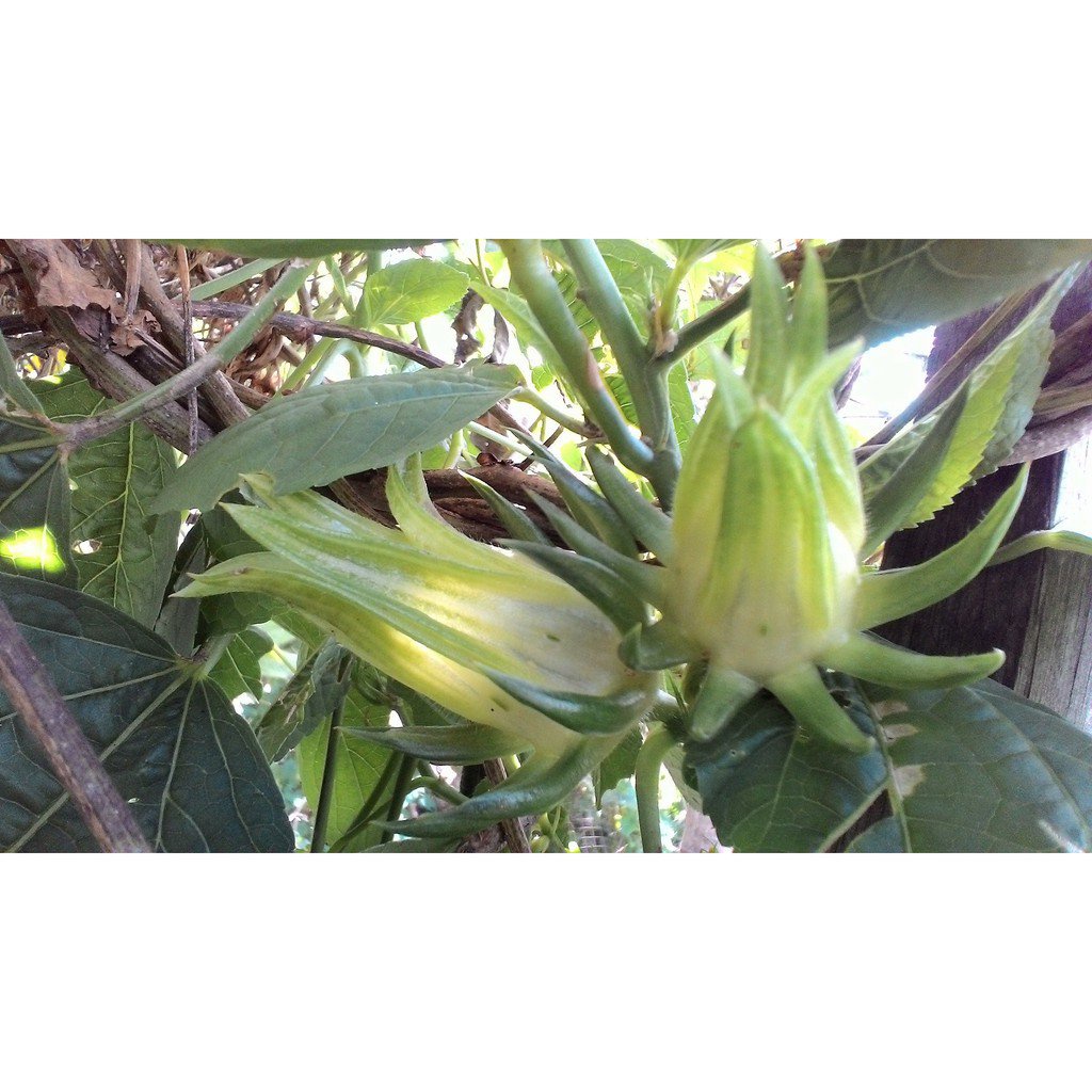 GO GREEN WHITE ROSELLE RARE SEEDS BENIH ROZEL WARNA PUTIHมะเขือเทศหมวก ...