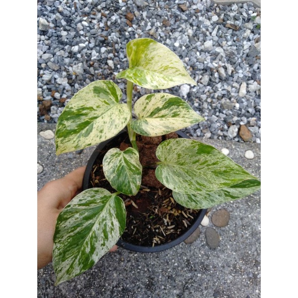 พลูราชินีหินอ่อน Epipremnum aureum. | Shopee Thailand
