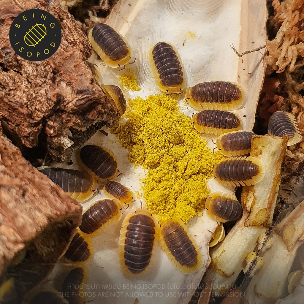 being.isopod - Premium isopod food อาหารไอโซพอด เร่งสี ช่วยการลอกคราบ ...