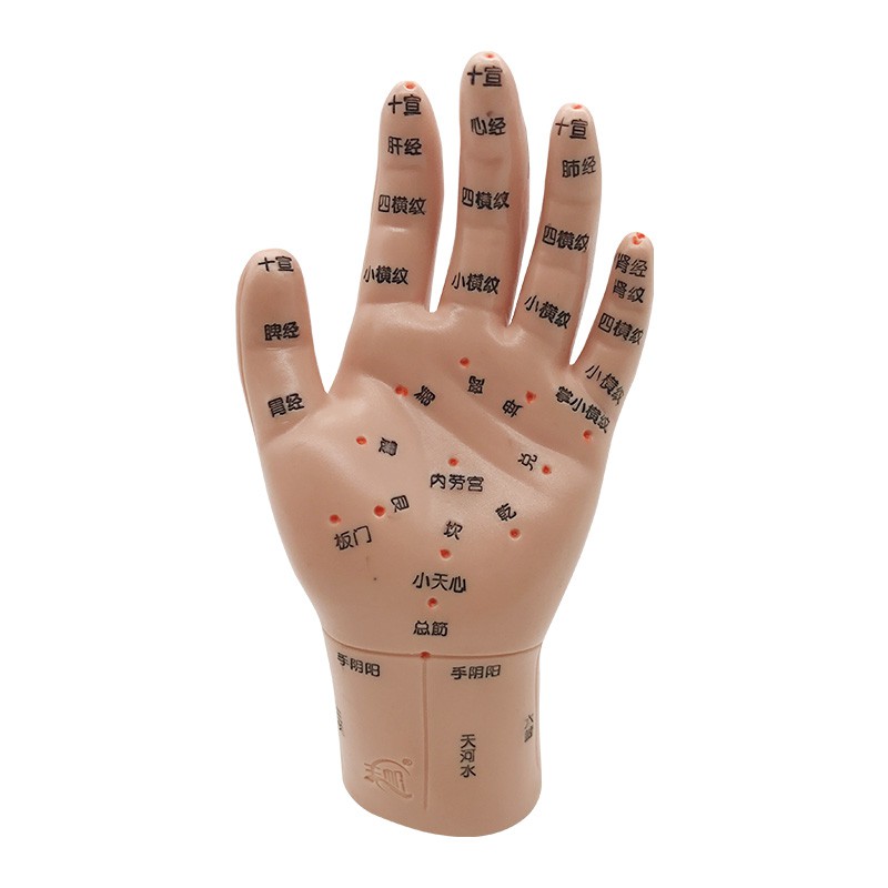 Boy Acupoint โมเดลมือขนาดเล็กและ Acupressure สําหรับเด็ก - missxwei1008 ...