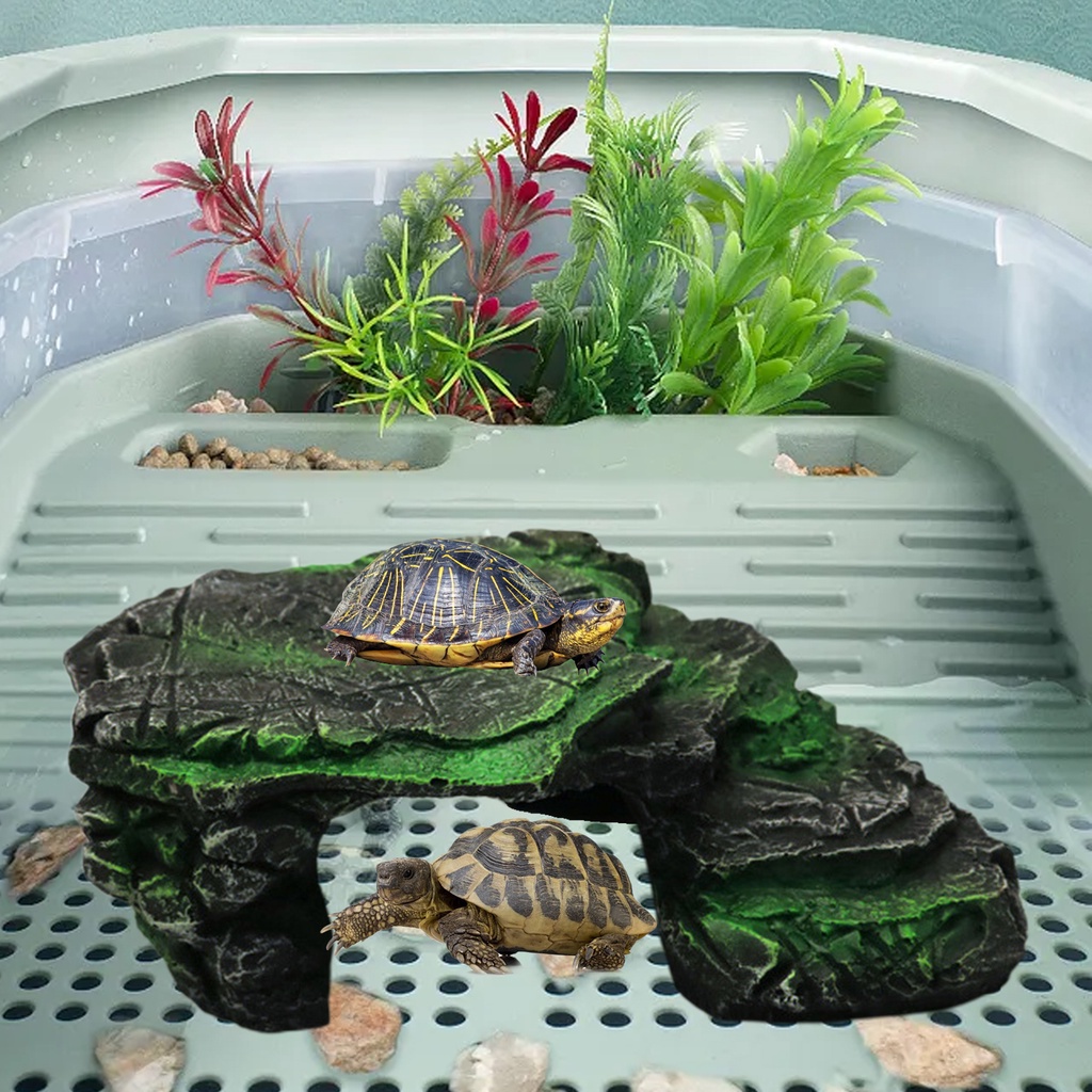 แบง ส่องสัตว์โลก ปู บั๊ก สร้างจิ้งจก No. 1 Thorn-tailed Rock Lizard ...