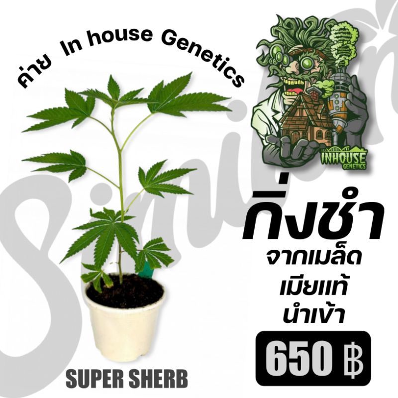 กิ่งชำสายพันธุ์ Super sherb จากค่ายนอก in house Genetics - mafia420soil ...