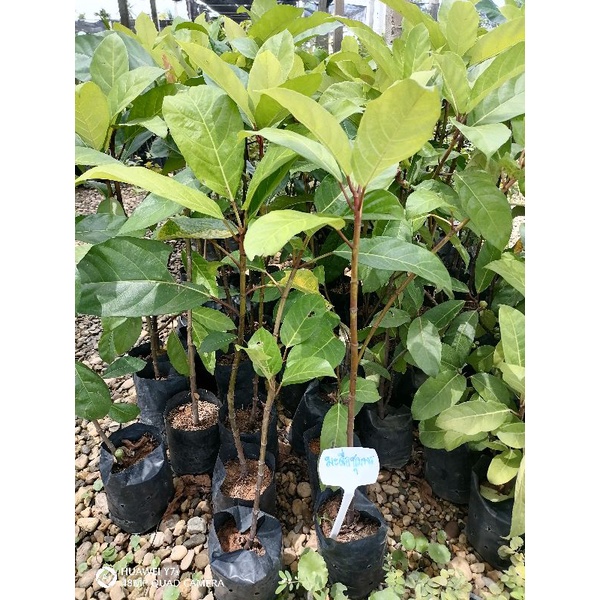 มะเดื่อชุมพร/มะเดื่อฉิ่ง | Shopee Thailand