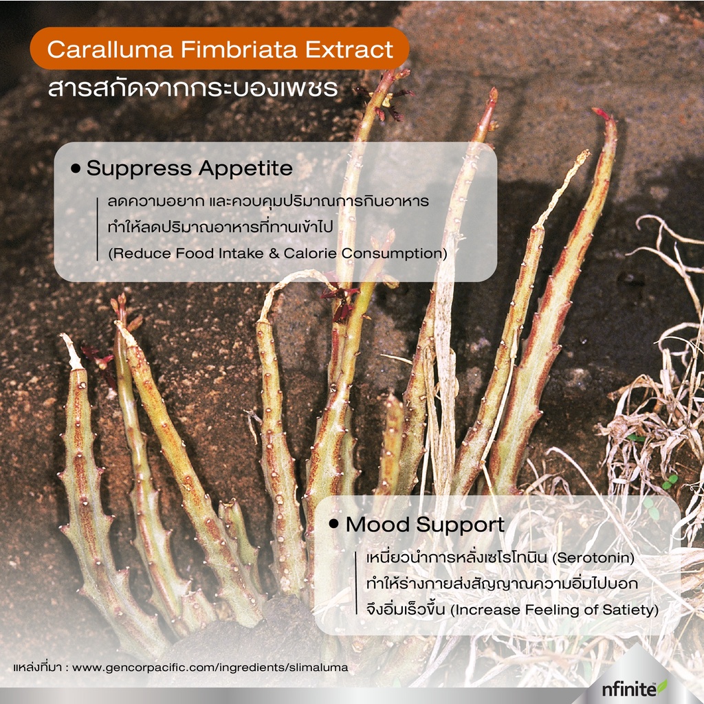 B2A ผลิตภัณฑ์เสริมอาหาร เสิร์ฟก่อนมื้ออาหาร (สินค้าราคาพิเศษ ขออนุญาตแกพ QR code) - velvet ...
