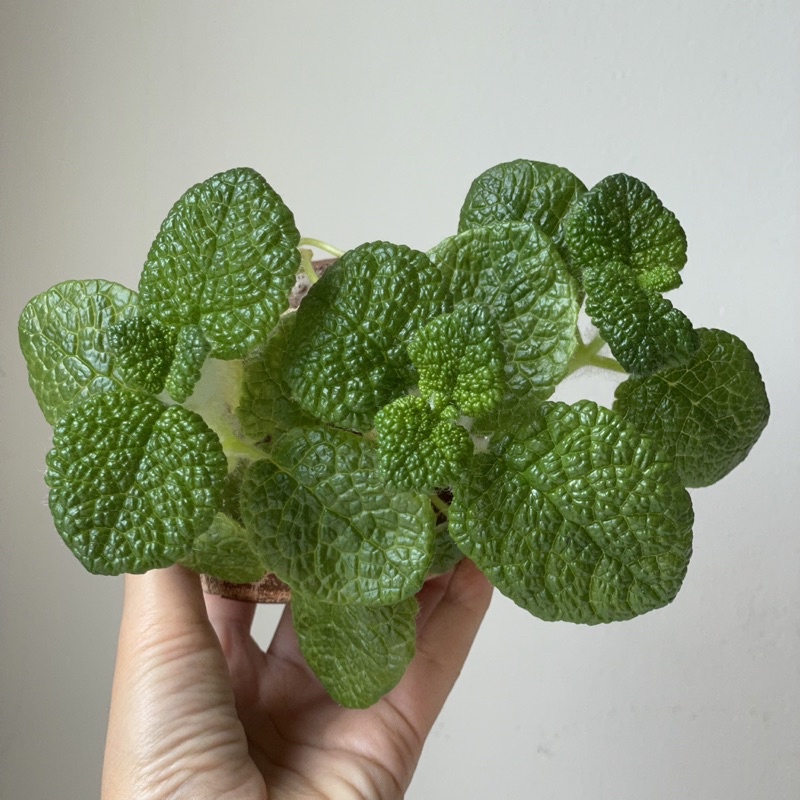 หายาก ️ Sinningia bullata ต้นไม้มีขนน่ารัก - minds. - ThaiPick