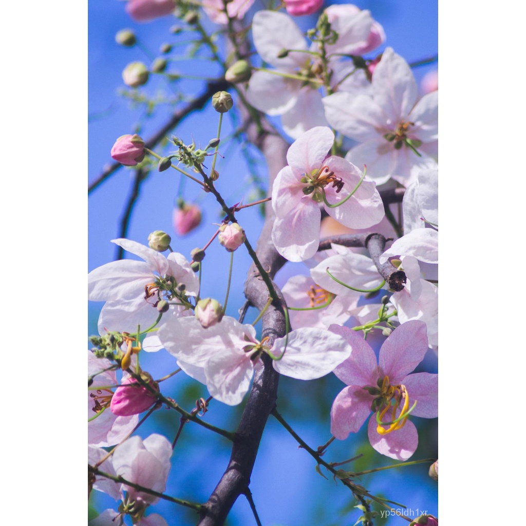 ฮูดดี้ เมล็ดพันธุ์ดอกพาลาวันซากุระปลูก (3เมล็ด) ประมาณ100% กระพง JDZX | Shopee Thailand